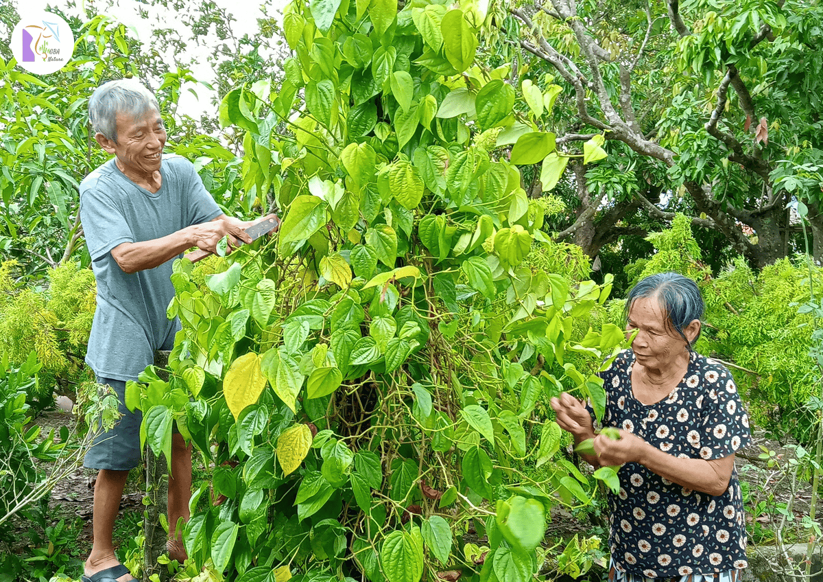 Betal Leaf Powder – GBA Nature